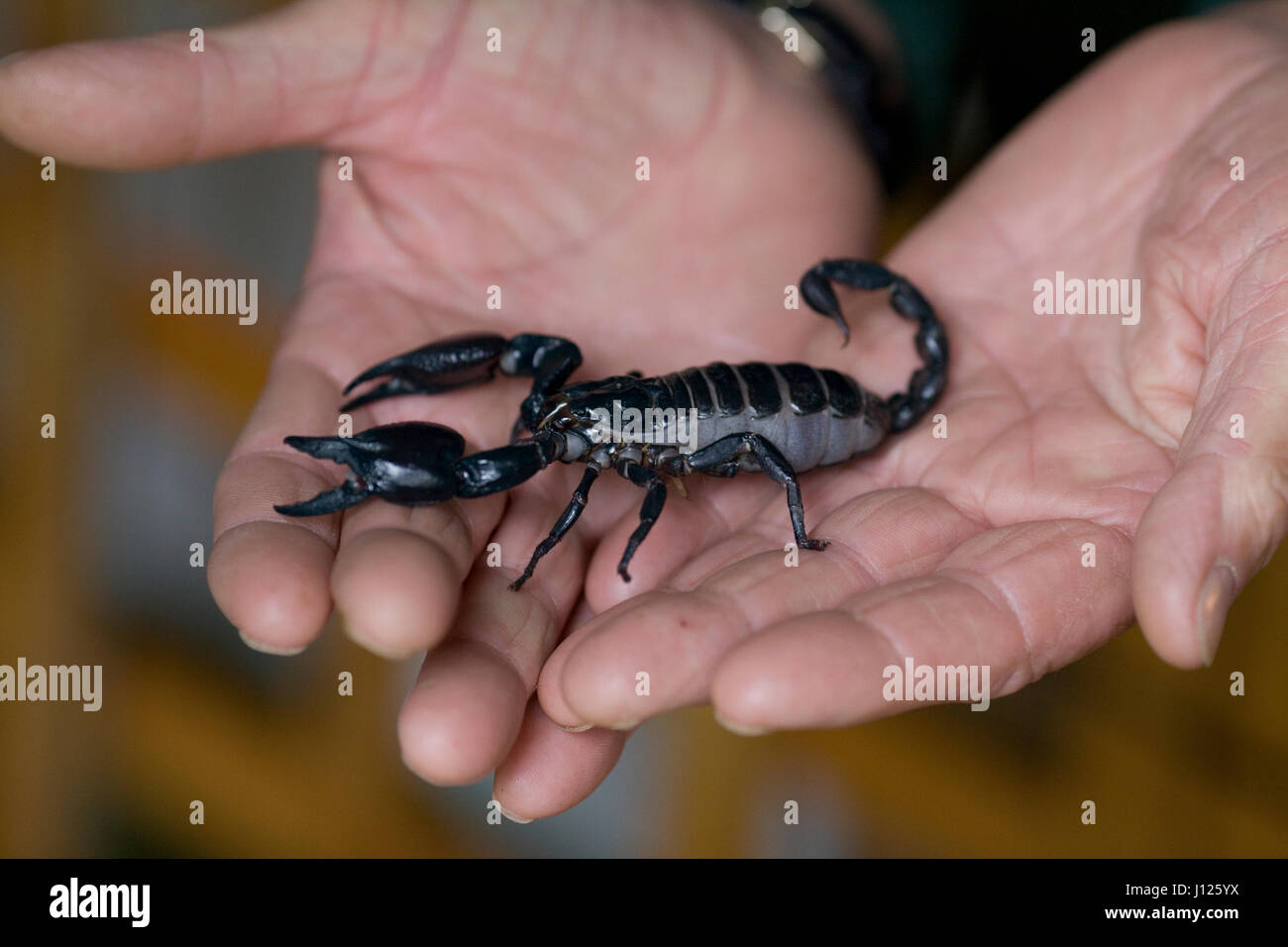 Black Scorpion Stock Photos & Black Scorpion Stock Images - Alamy