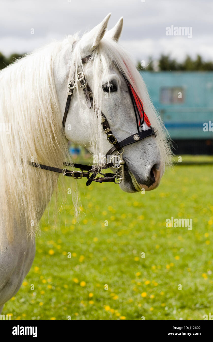 The Devils horsemen stunt team display Stock Photo - Alamy