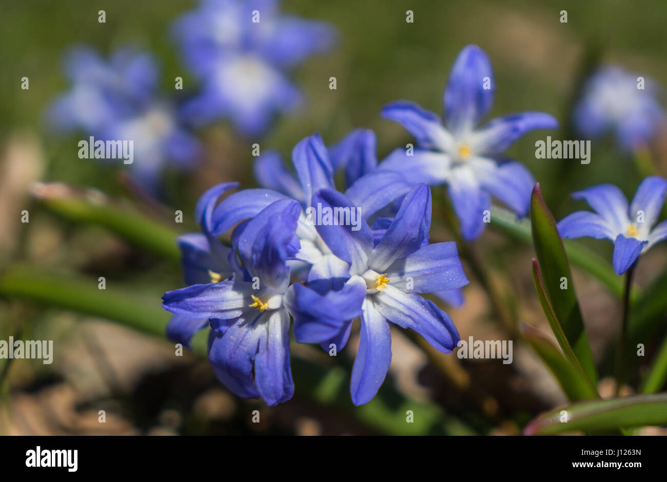 spring violet flowers in green grass Stock Photo - Alamy