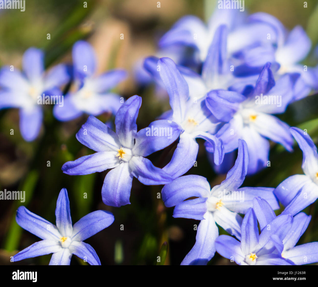 spring violet flowers in green grass Stock Photo - Alamy