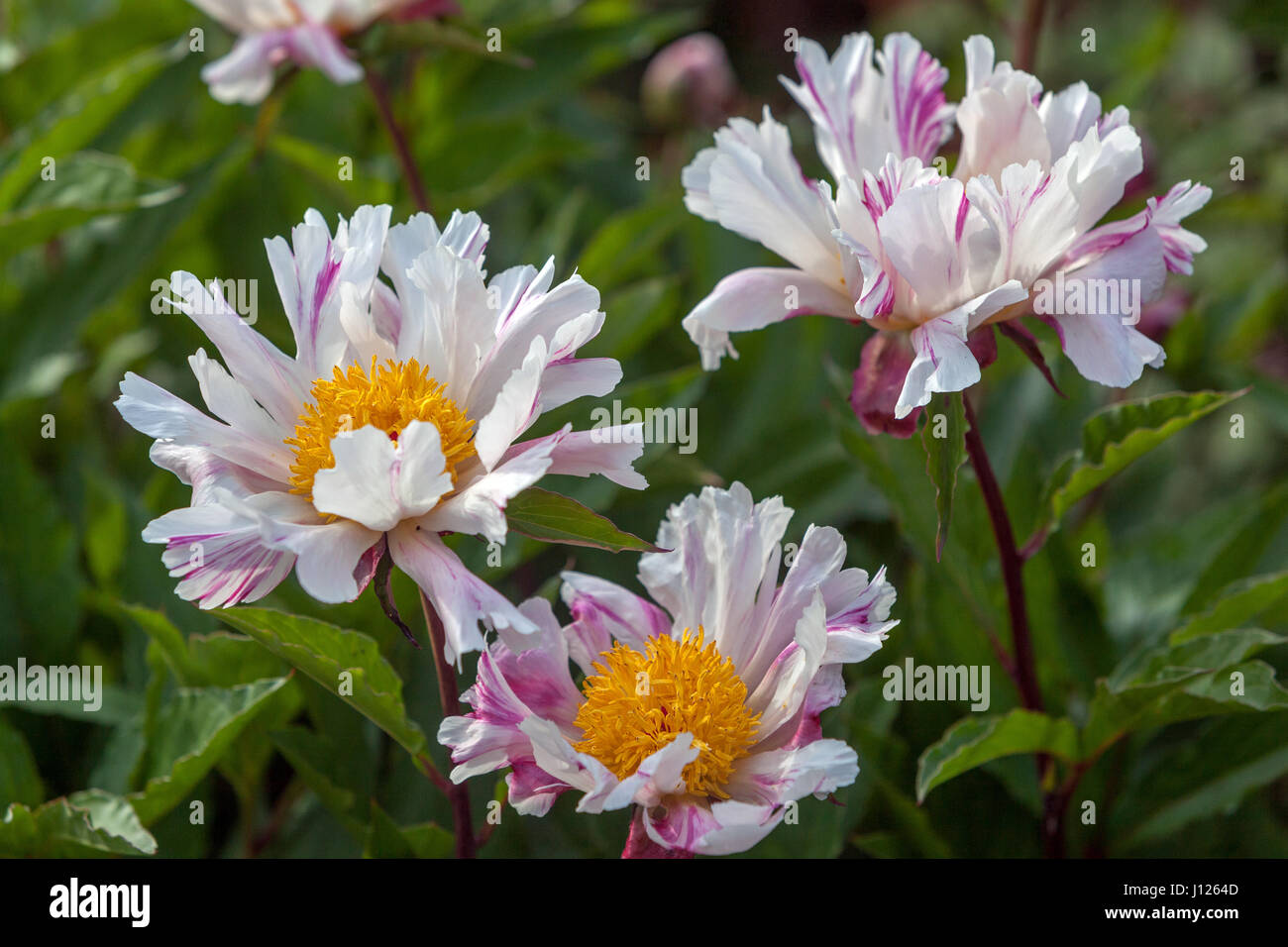 Paeonia lactiflora 'Twitterpated' flowering, white peony flowers Stock ...