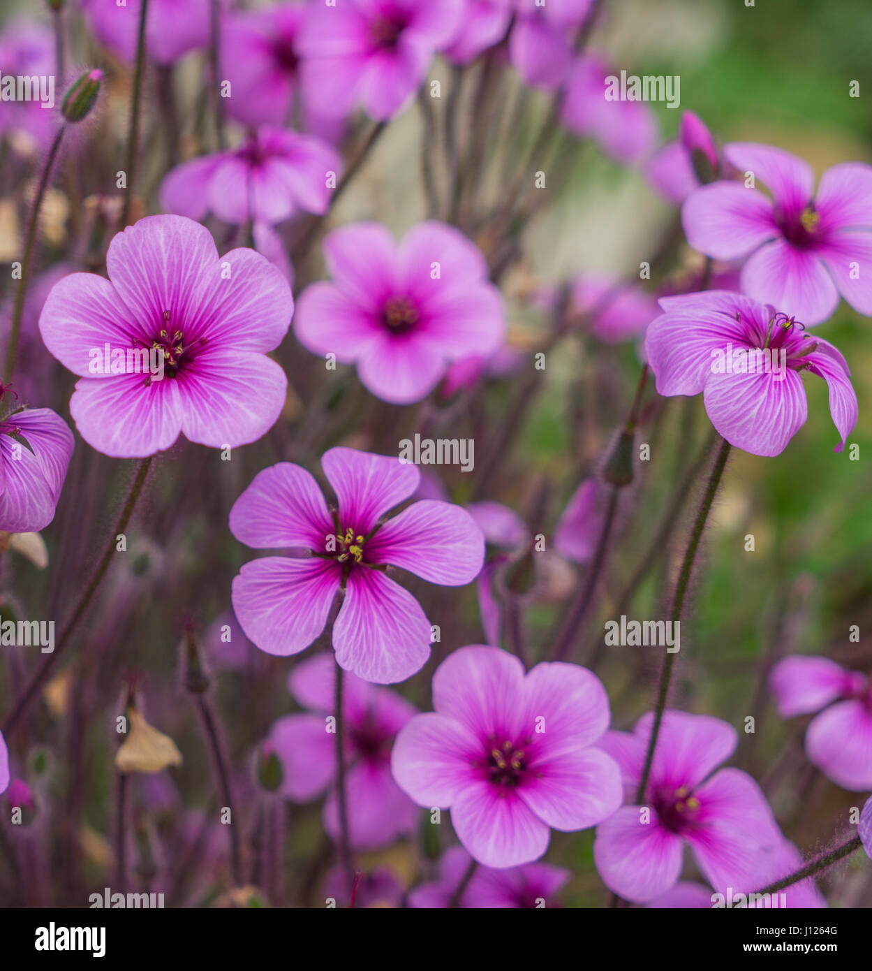 Oxalis triangularis green hi-res stock photography and images - Alamy