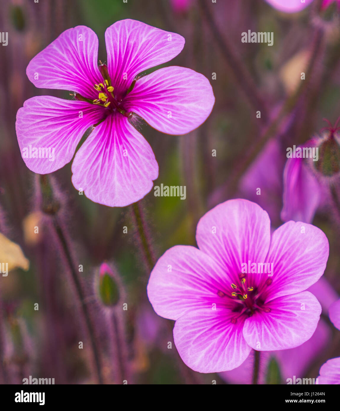 Pink flowers, oxalis in garden Stock Photo - Alamy