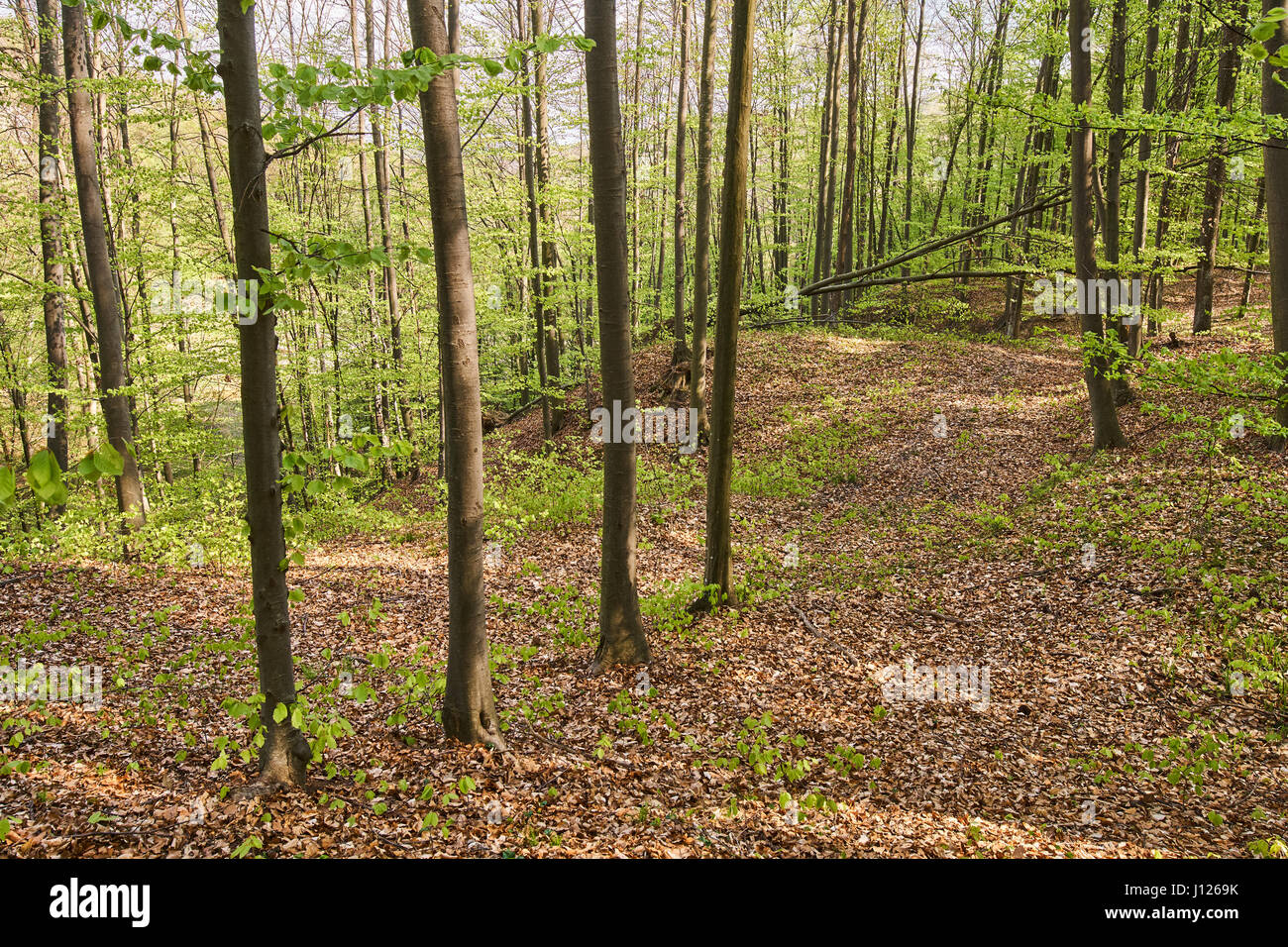 Forest of beech trees in the early spring Stock Photo - Alamy
