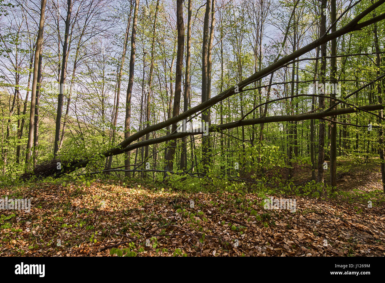Forest of beech trees in the early spring Stock Photo - Alamy