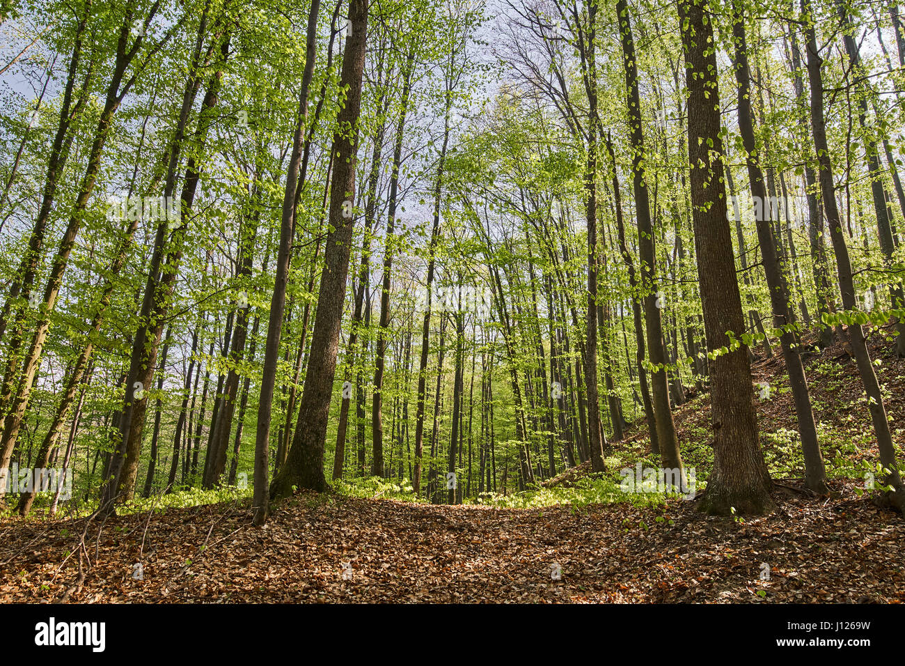 Forest of beech trees in the early spring Stock Photo - Alamy