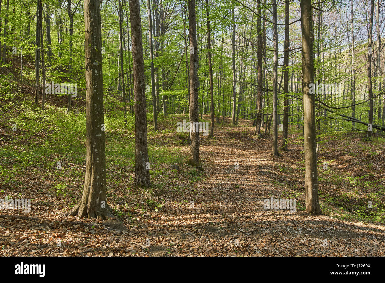 Forest of beech trees in the early spring Stock Photo - Alamy
