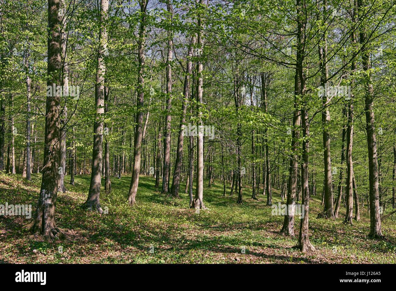 Forest of beech trees in the early spring Stock Photo - Alamy