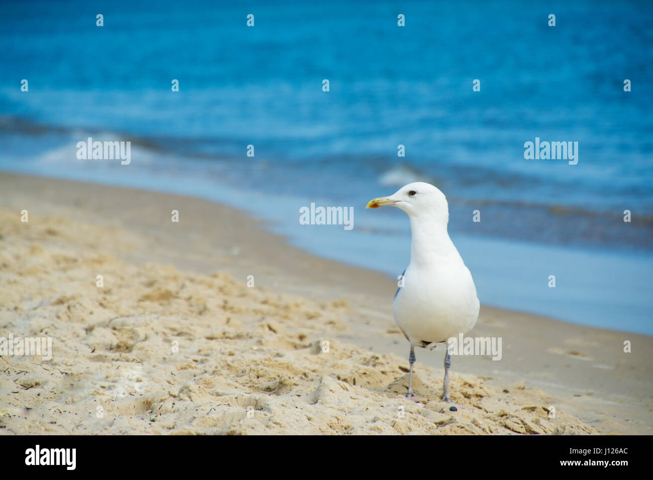 One seagull standing in sand on a beach Stock Photo - Alamy
