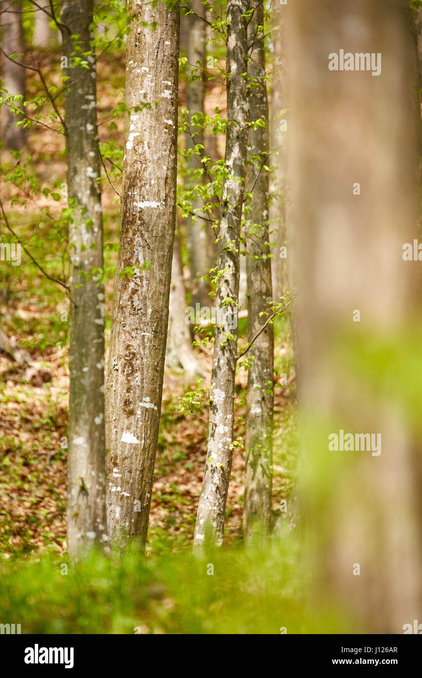 Forest of beech trees in the early spring Stock Photo - Alamy