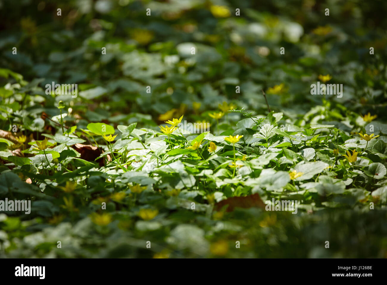 Bed of celandine flowers (Ranunculus ficaria) in the forest Stock Photo ...