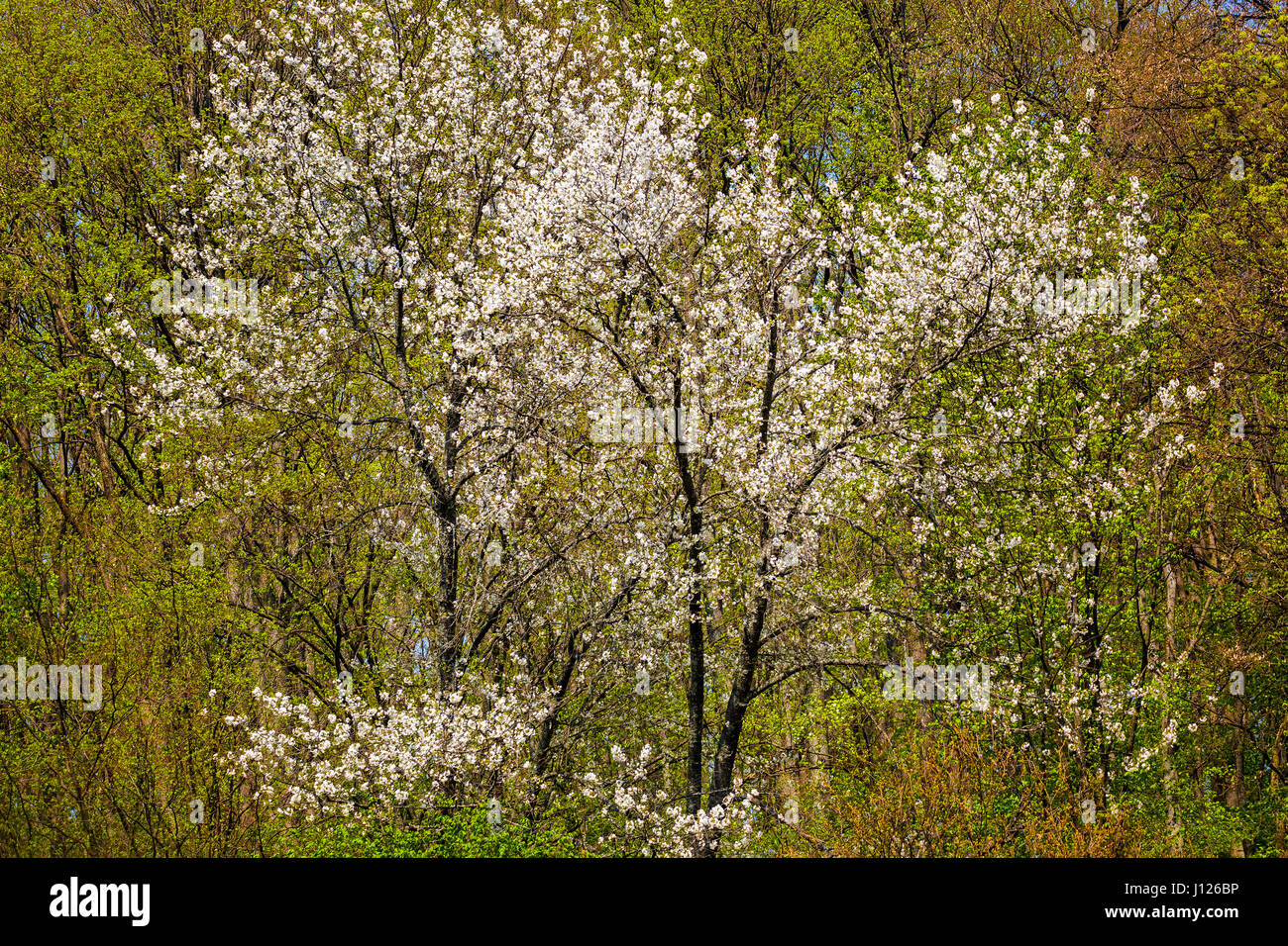 Wild cherry trees in a beech forest in the morning Stock Photo - Alamy