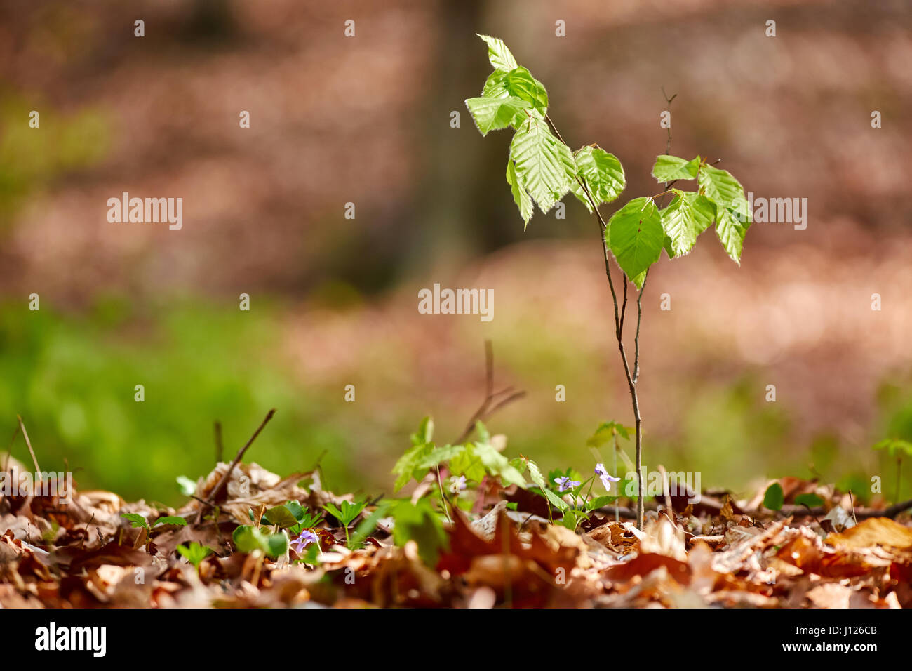 Baby beech tree in closeup hi-res stock photography and images - Alamy