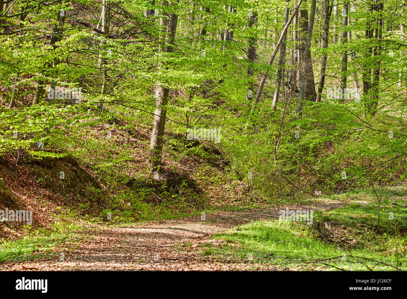 Rural road and trail in a beech forest at spring Stock Photo - Alamy