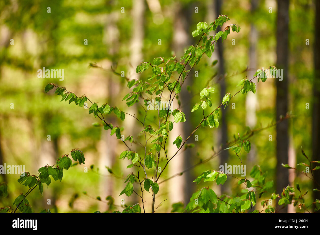 Forest of beech trees in the early spring Stock Photo - Alamy