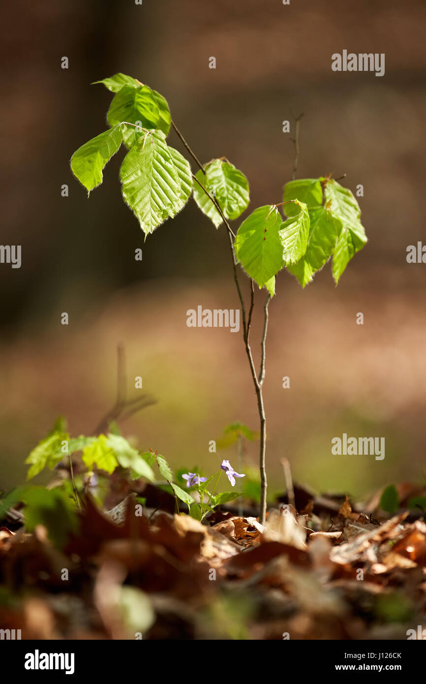 Baby beech tree in closeup hi-res stock photography and images - Alamy