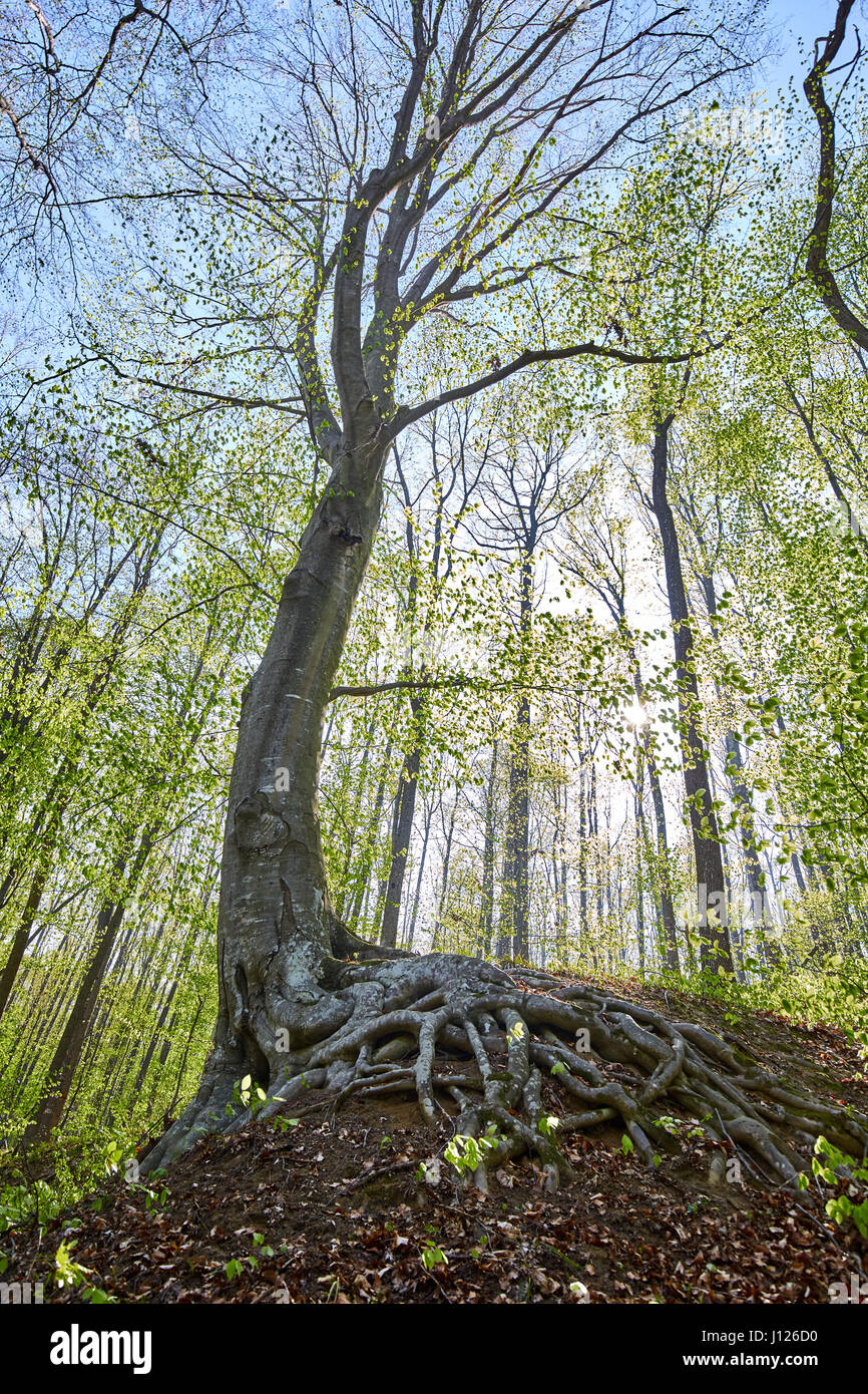 Forest of beech trees in the early spring Stock Photo - Alamy