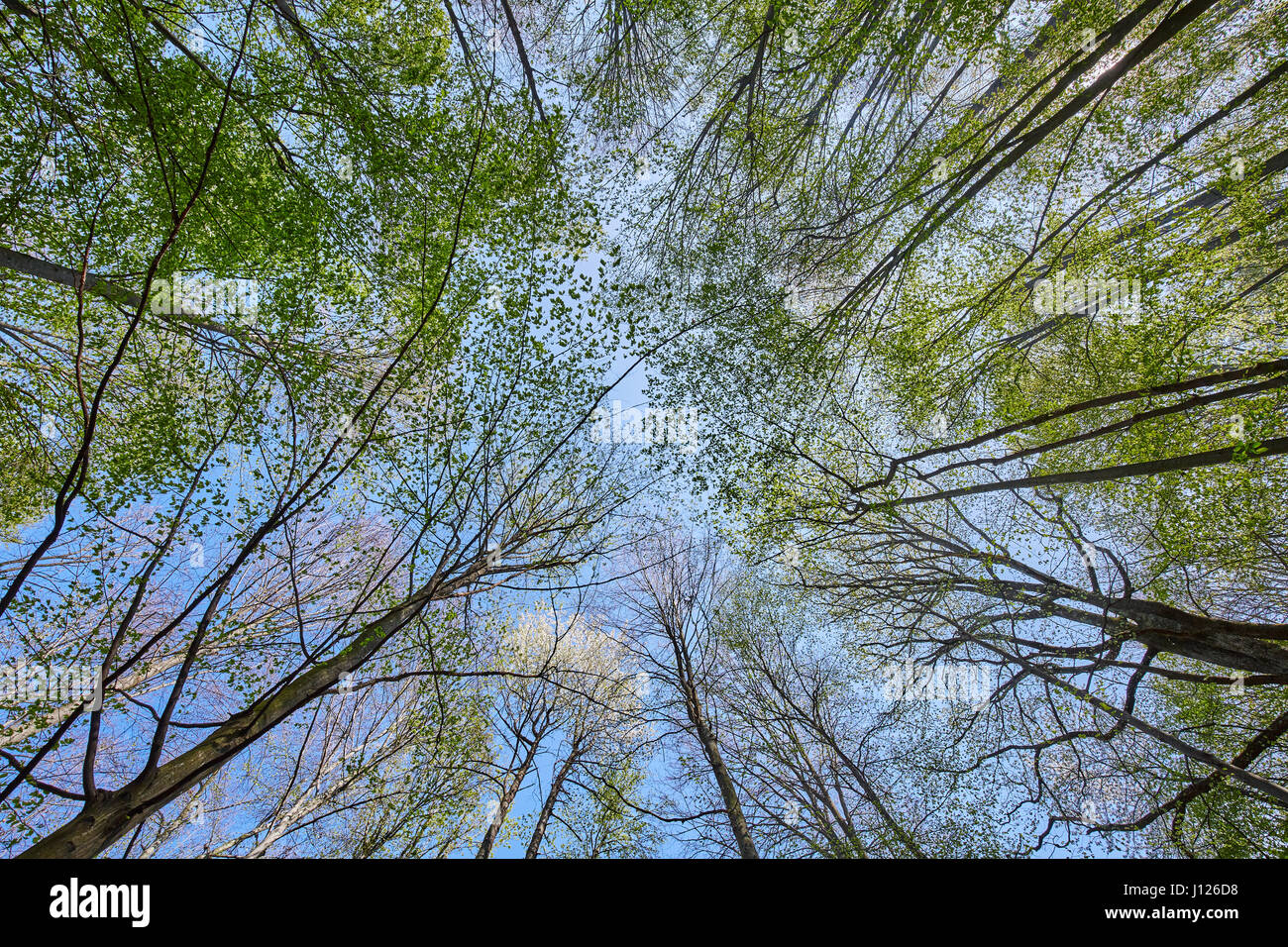 Springtime view of beech forest canopy Stock Photo - Alamy