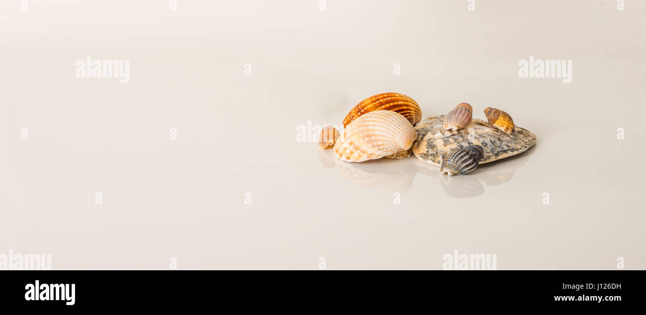 Different sea shells, large and small seashells, white background ...