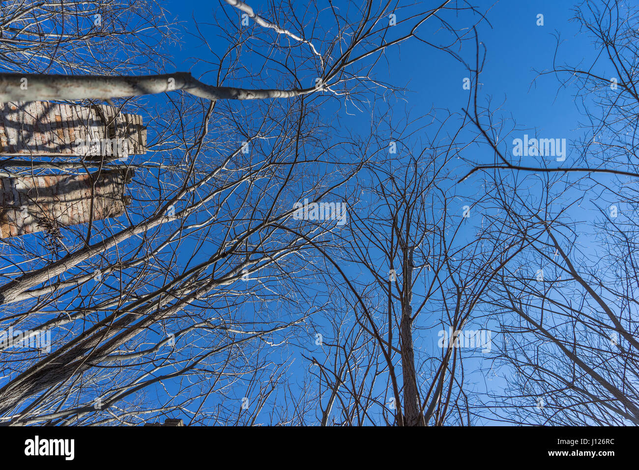Tree branches and sky view Stock Photo - Alamy
