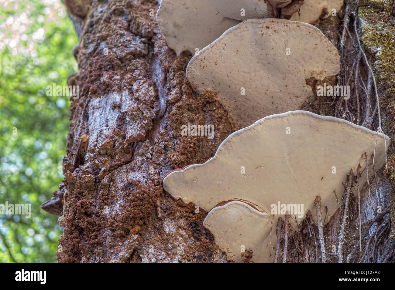 Wild mushrooms trapped in a tree Stock Photo - Alamy