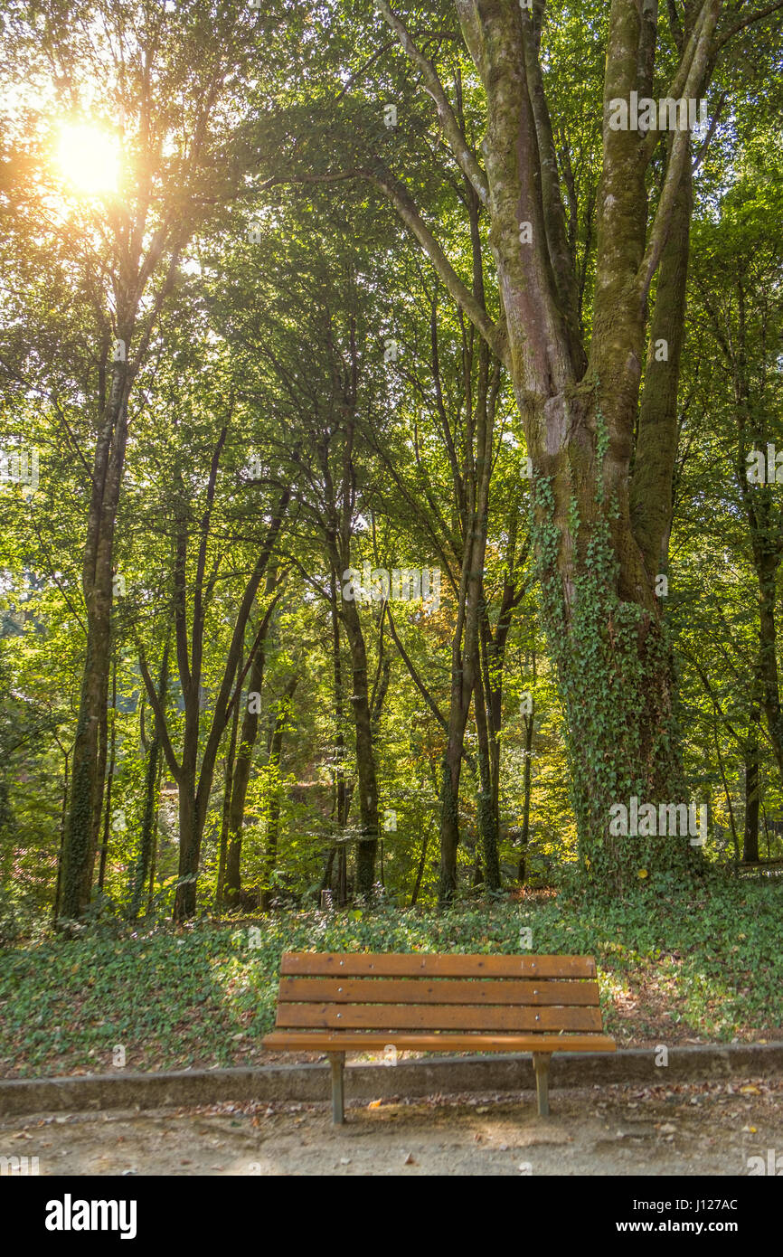 Wooden bench in forest with sunset Stock Photo - Alamy
