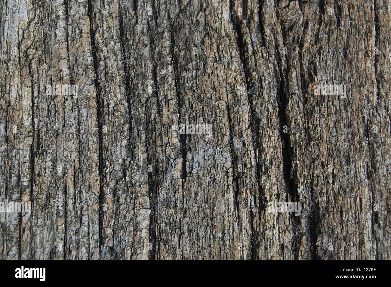 Close up photograph of tree Stock Photo - Alamy