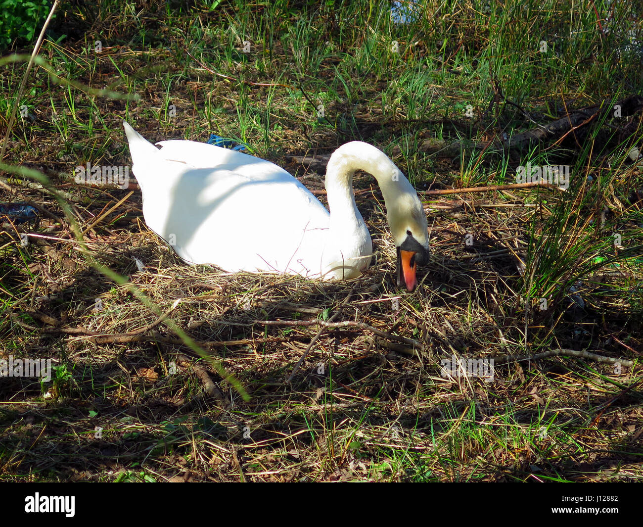 White swan building nest Stock Photo - Alamy