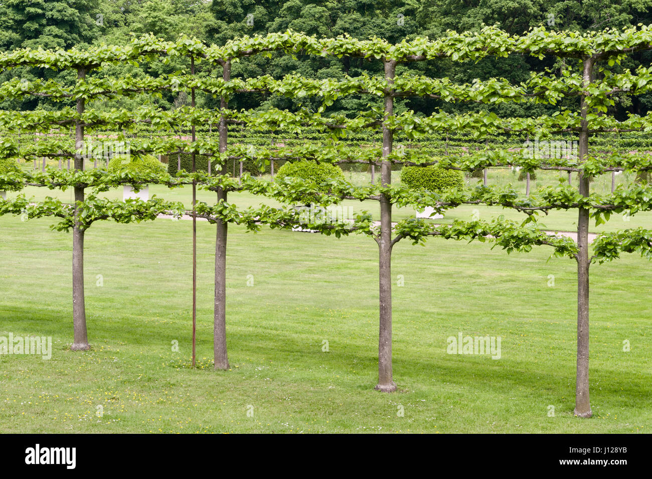 An avenue of pleached lime trees (Tilia x euchlora) in the restored ...