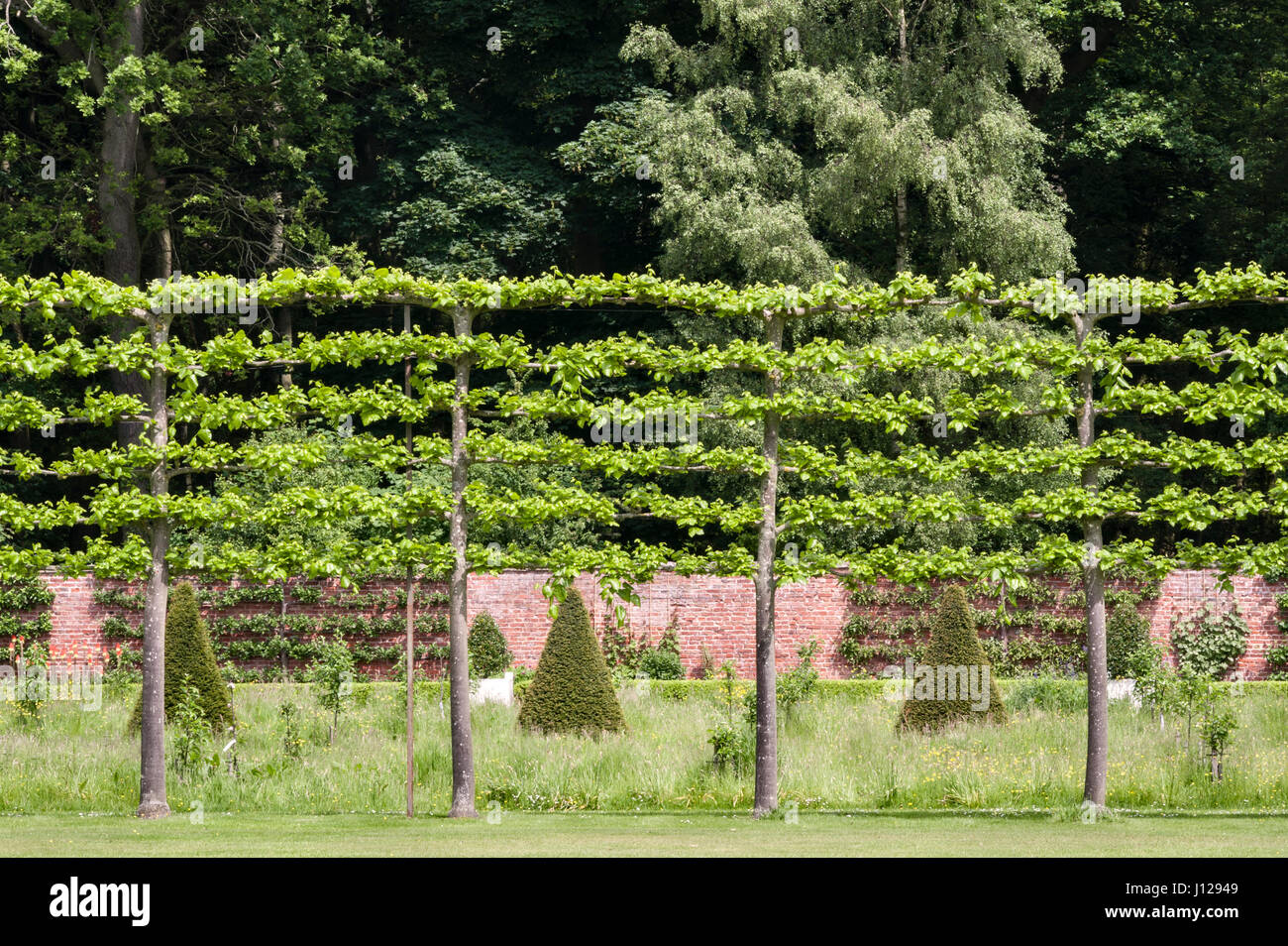 Erddig Hall gardens, Wrexham, Wales, UK. An avenue of pleached lime ...