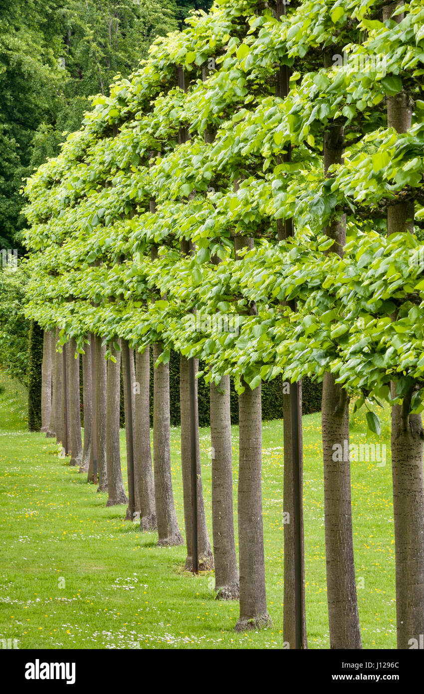 An avenue of pleached lime trees (Tilia x euchlora) in the restored ...