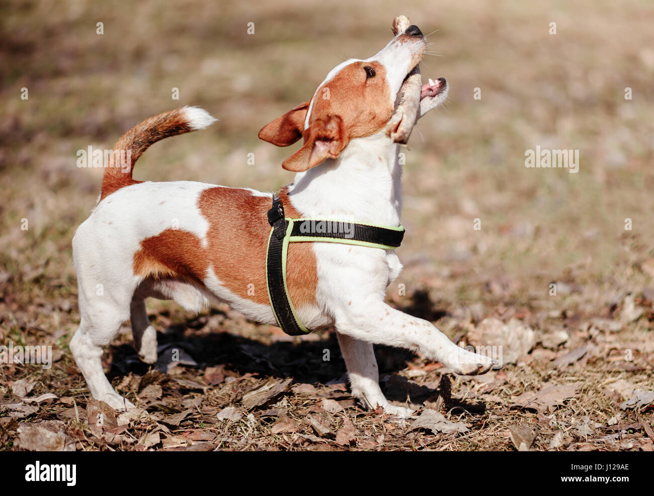 Funny activity hi-res stock photography and images - Alamy