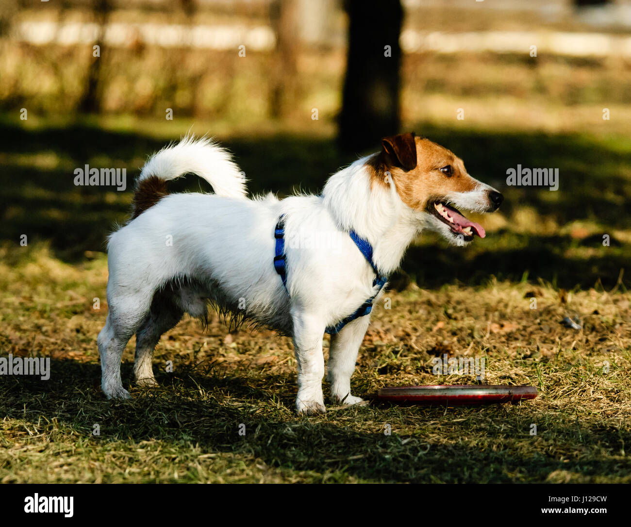 Side view of dog hi-res stock photography and images - Alamy