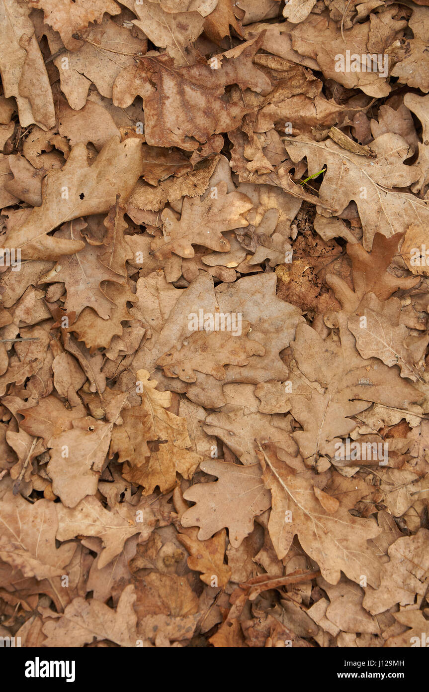 Natural background of brown dry oak leaves. Fall pattern Stock Photo ...