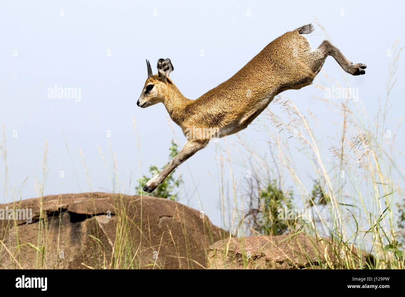 Jumping African Dik-dik Stock Photo - Alamy