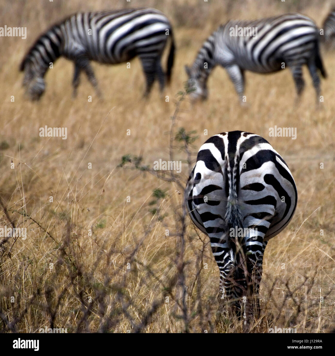 Zebra bottom hi-res stock photography and images - Alamy
