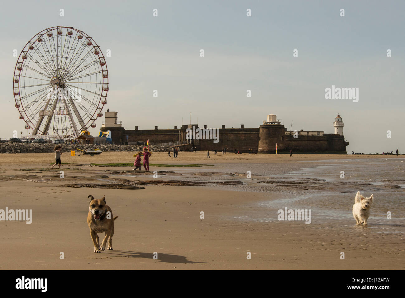 Dogs on the beach having fun - New Brighton Wirral Stock Photo - Alamy