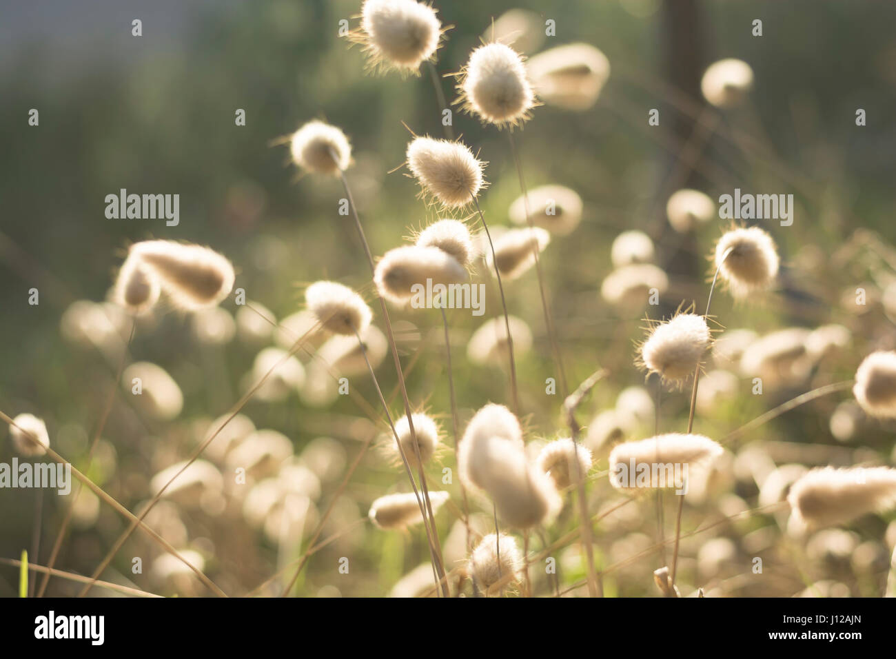 Foxtail Bristle Grass High Resolution Stock Photography and Images - Alamy