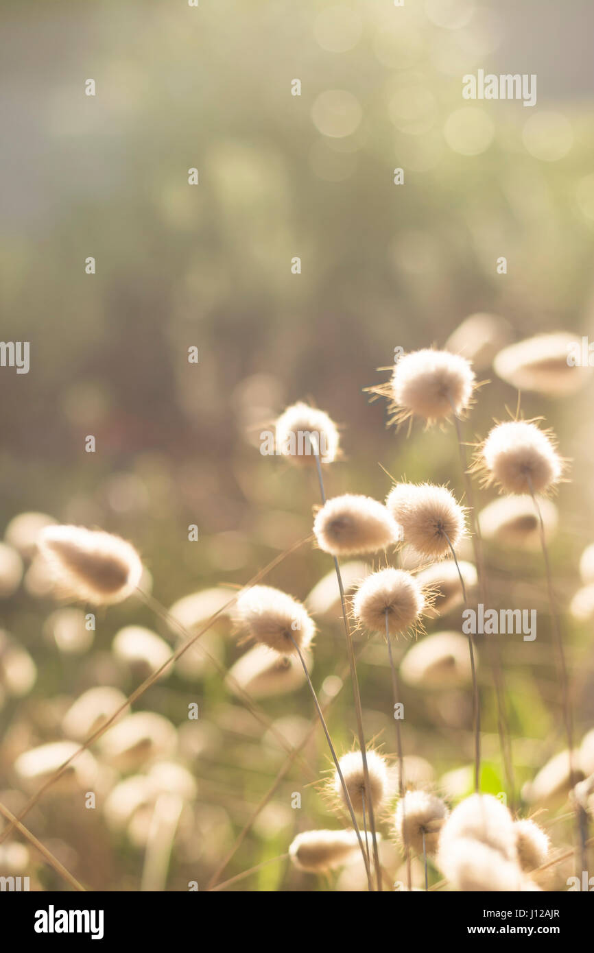Foxtail bristle grass hi-res stock photography and images - Alamy