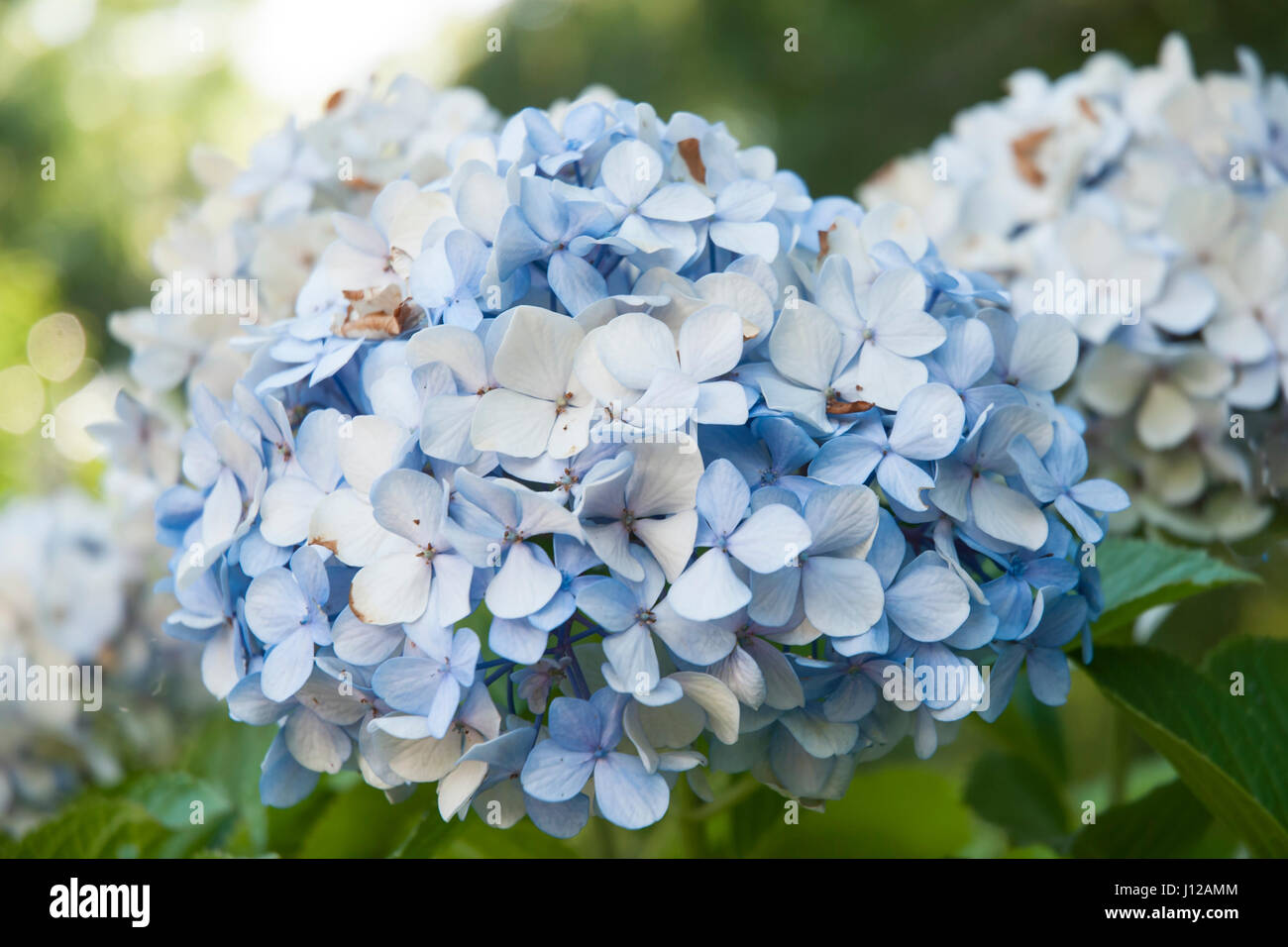 Beautiful blue hortensia flowers hi-res stock photography and images ...