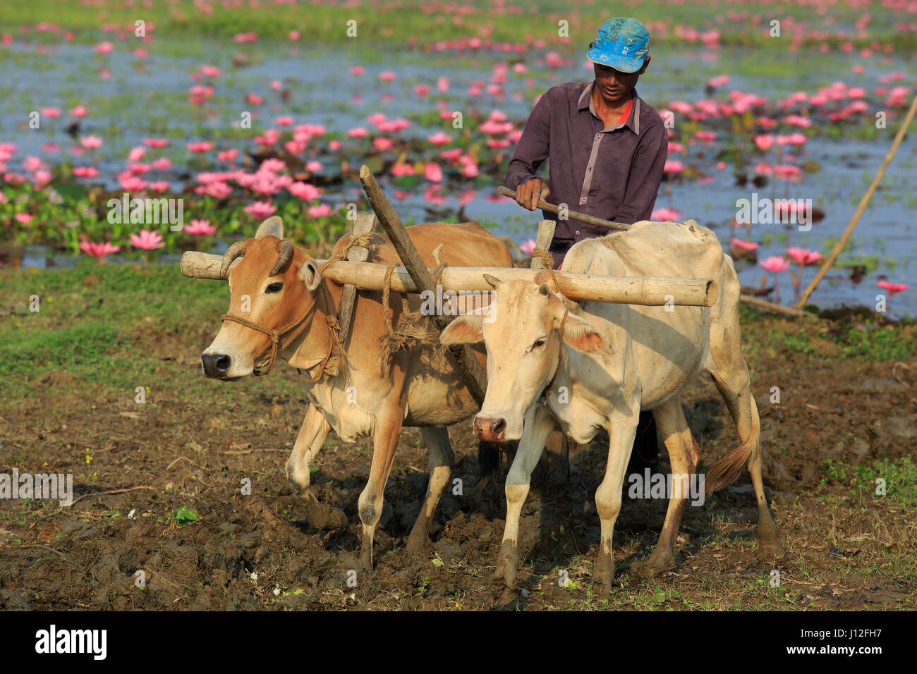 A farmer cultivating land with cattle. Sunamganj, Bangladesh Stock ...