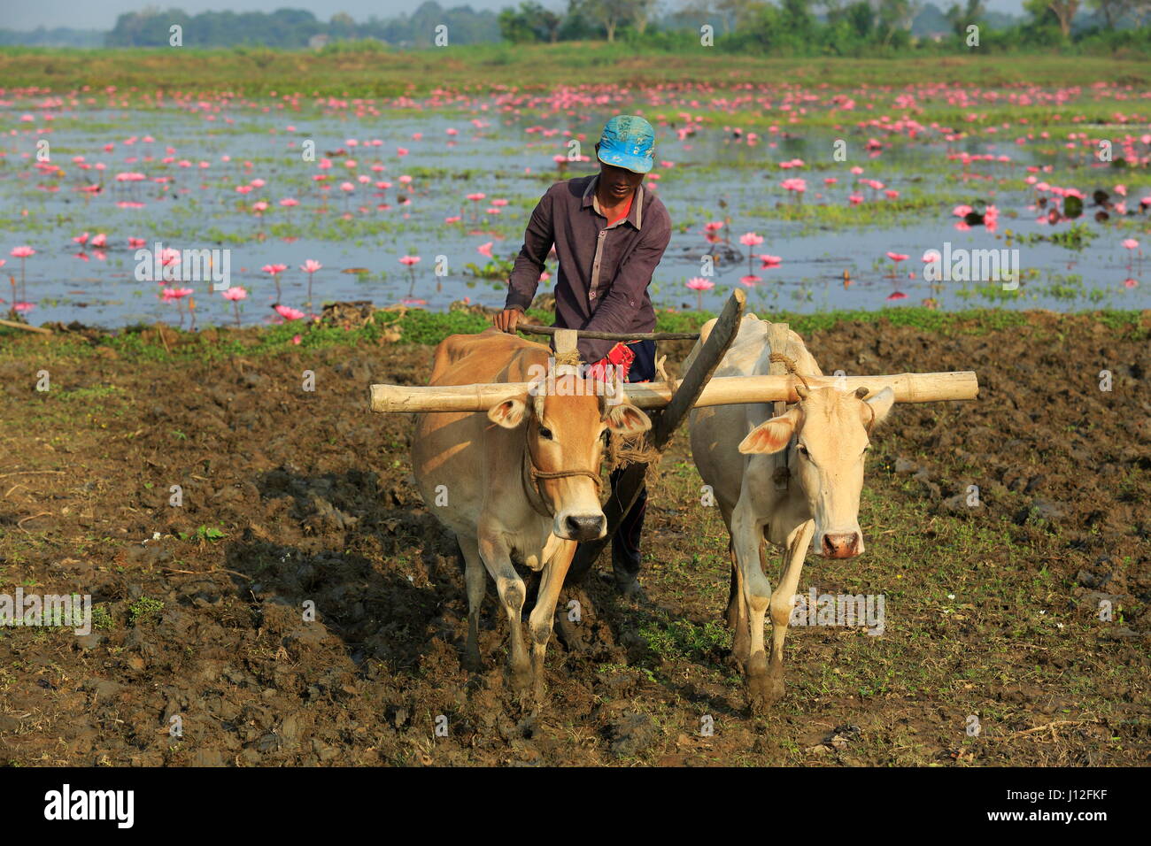 A farmer cultivating land with cattle. Sunamganj, Bangladesh Stock ...
