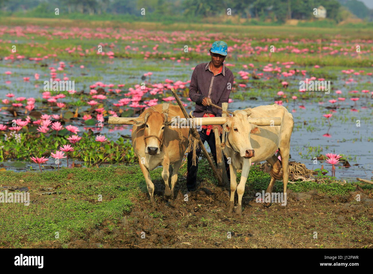 A farmer cultivating land with cattle. Sunamganj, Bangladesh Stock ...