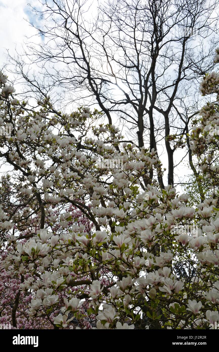 Magnolias tree in the park ( Magnoliaceae Stock Photo - Alamy