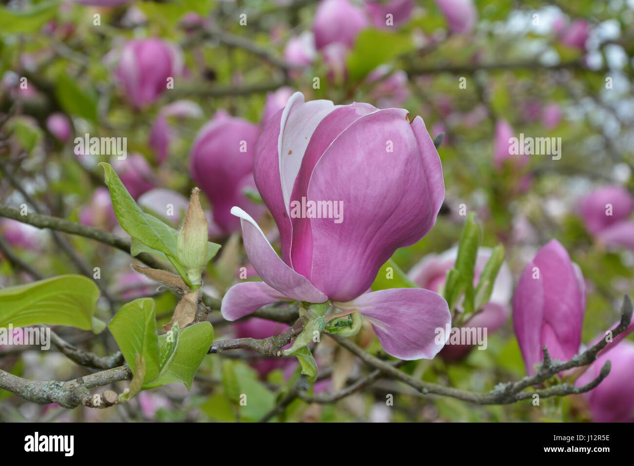 Pretty pink Magnolia blossoms on the tree ( Magnoliaceae Stock Photo ...