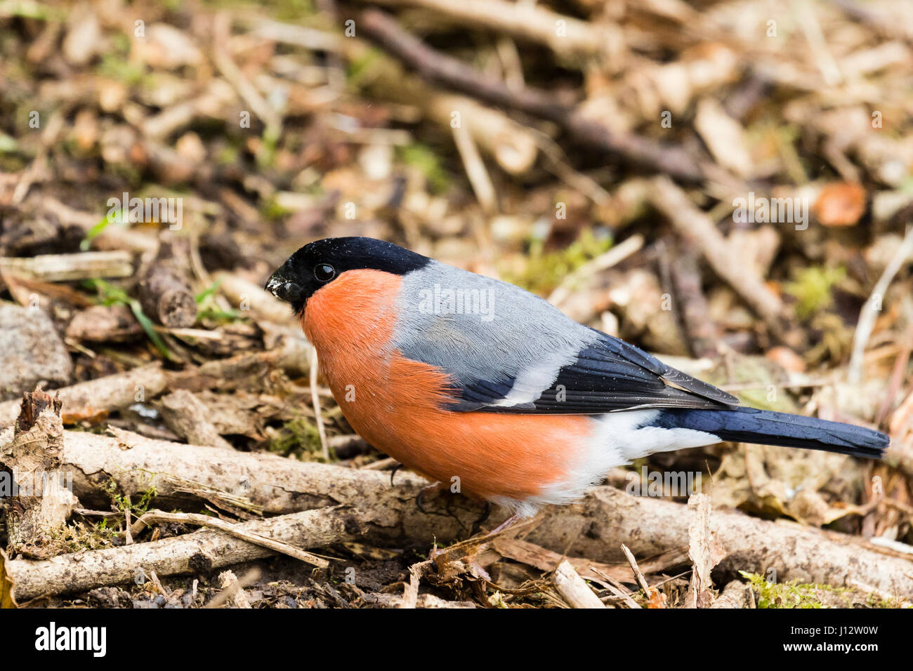 Male bullfinches hi-res stock photography and images - Alamy