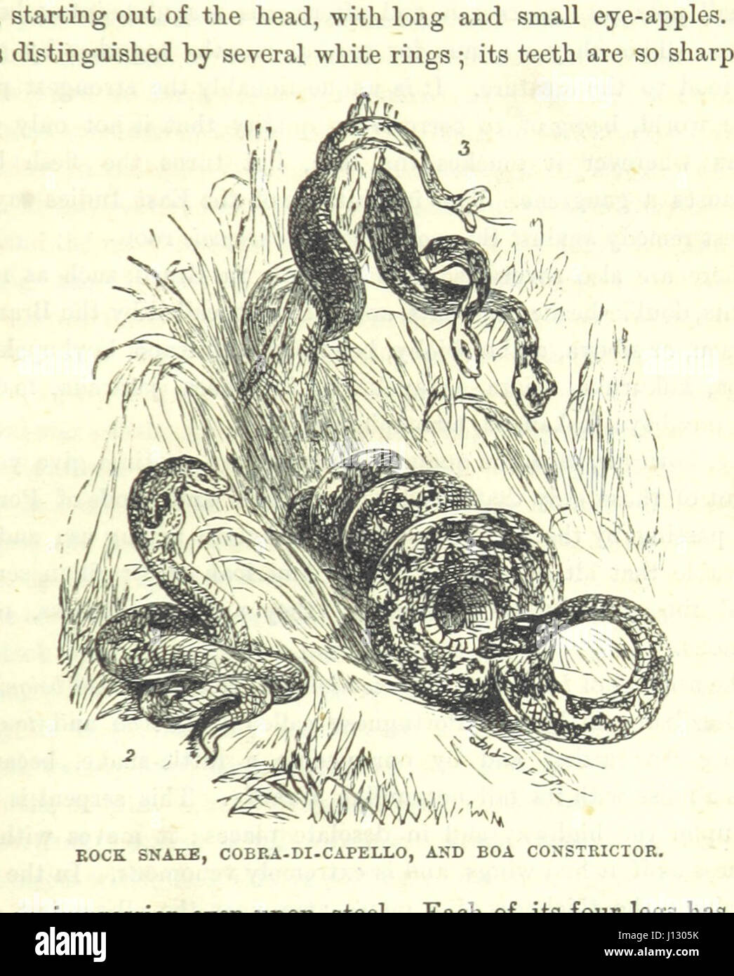 The Golden Americas. A story of great discoveries and daring deeds ...