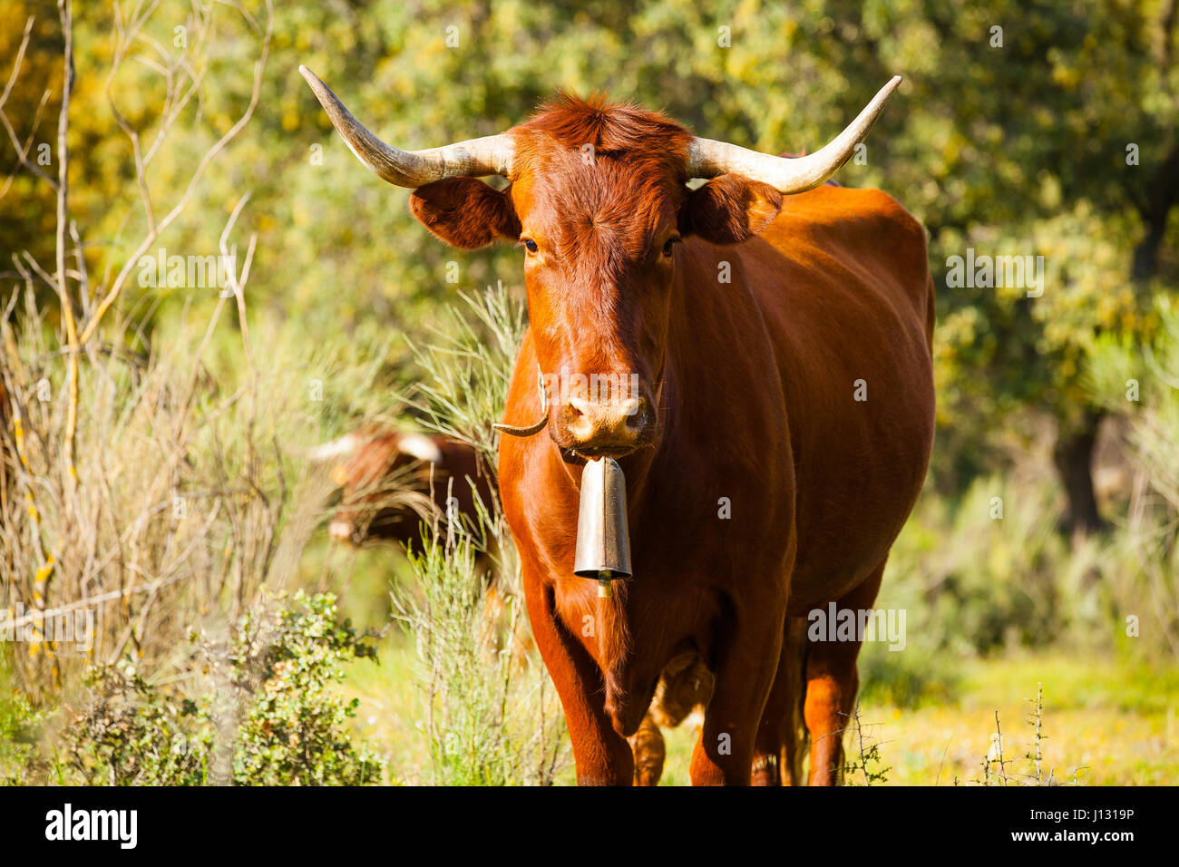 Beautiful brown bull pasturing in hi-res stock photography and images ...