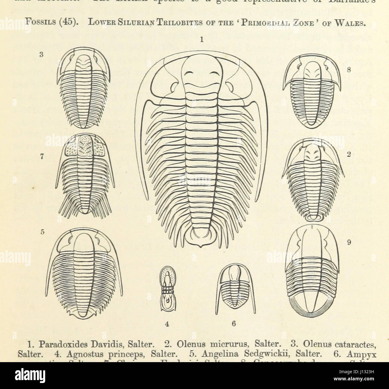 [Siluria. The history of the oldest known rocks containing organic ...