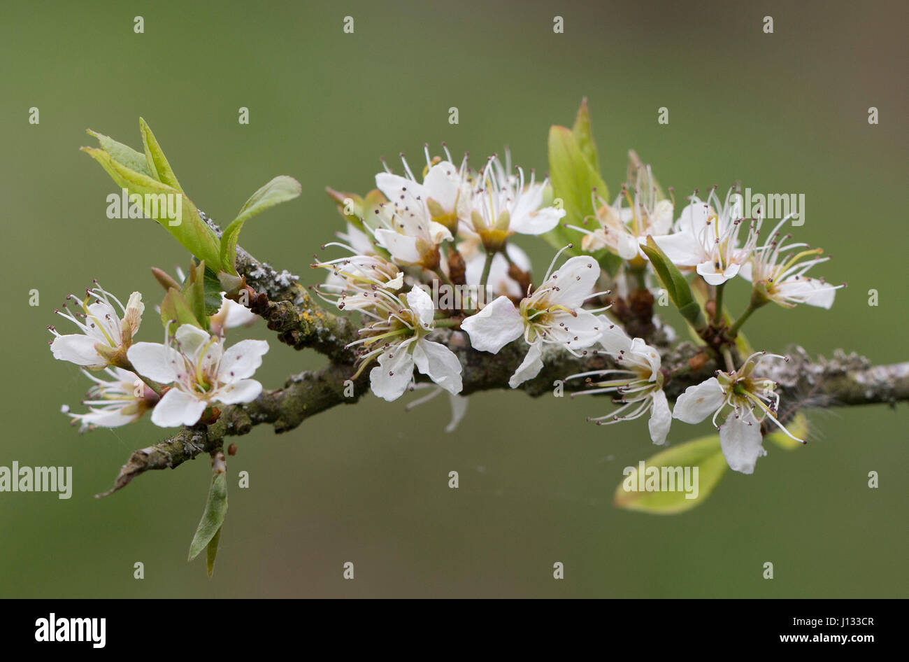 Hawthorn blossom berries hi-res stock photography and images - Alamy